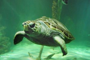 Dingle Oceanworld Aquarium | Zoos & Aquariums Co. Kerry, Ireland ...